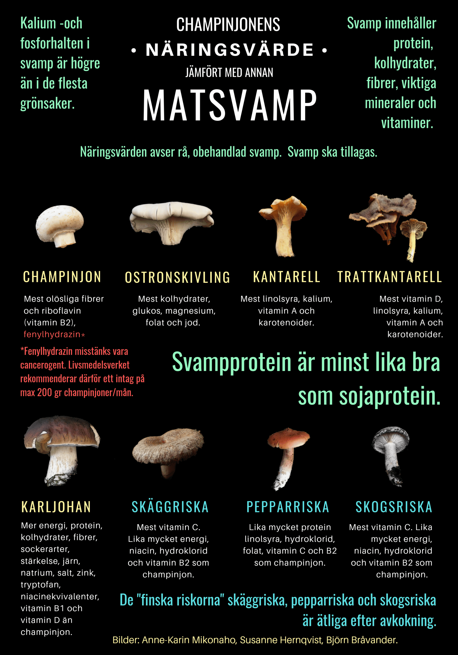 Stensopp - Torsebro Svamp - Karljohan Boletus edulis - Matsvamp
