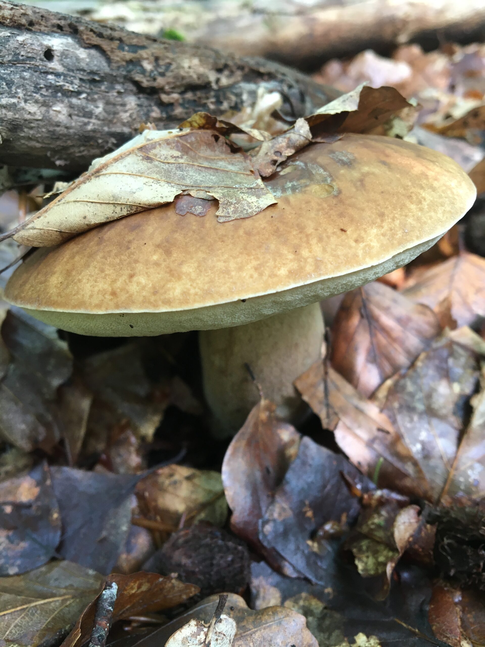 Finluden stensopp - Torsebro Svamp Svampkurs - Skåne