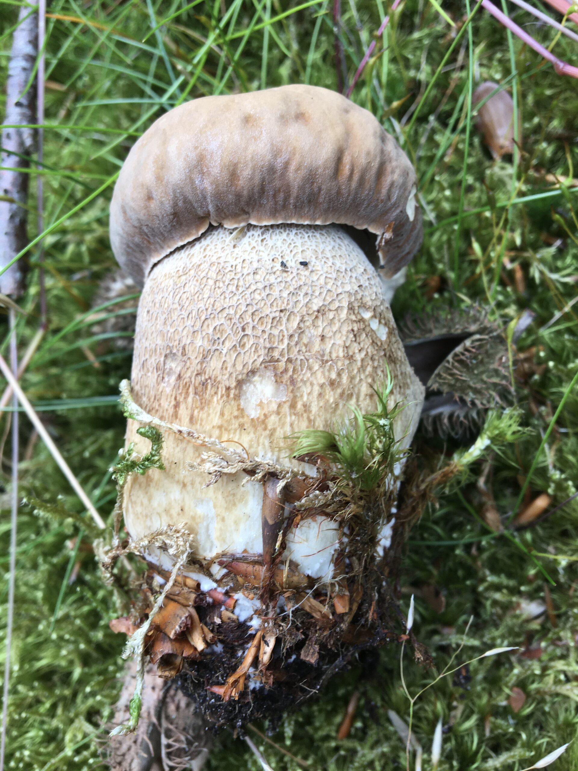 Finluden stensopp Boletus reticulatus Torsebro Svamp Skåne Kurs