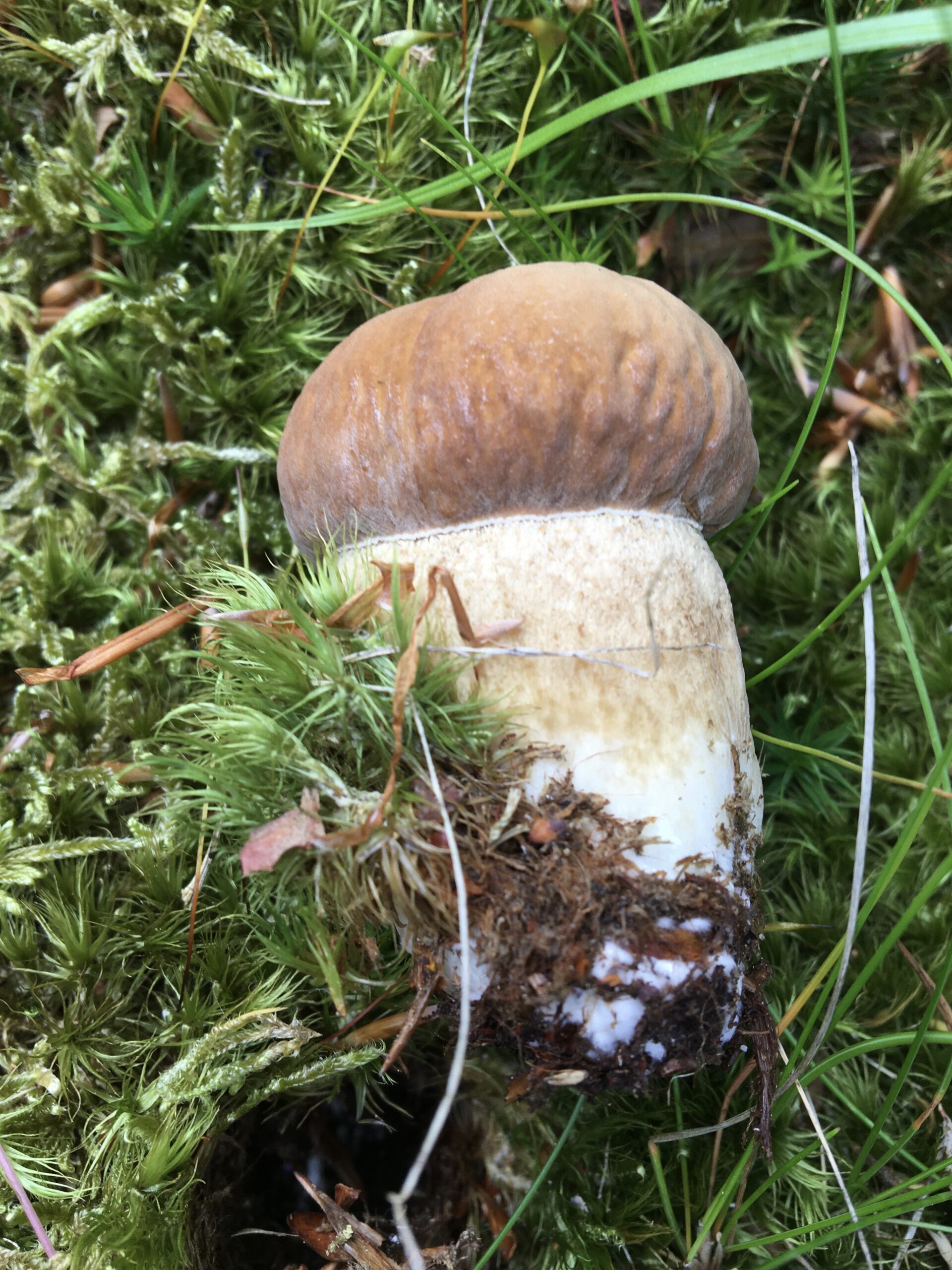 Finluden stensopp Boletus reticulatus Torsebro Svamp Skåne Kurs