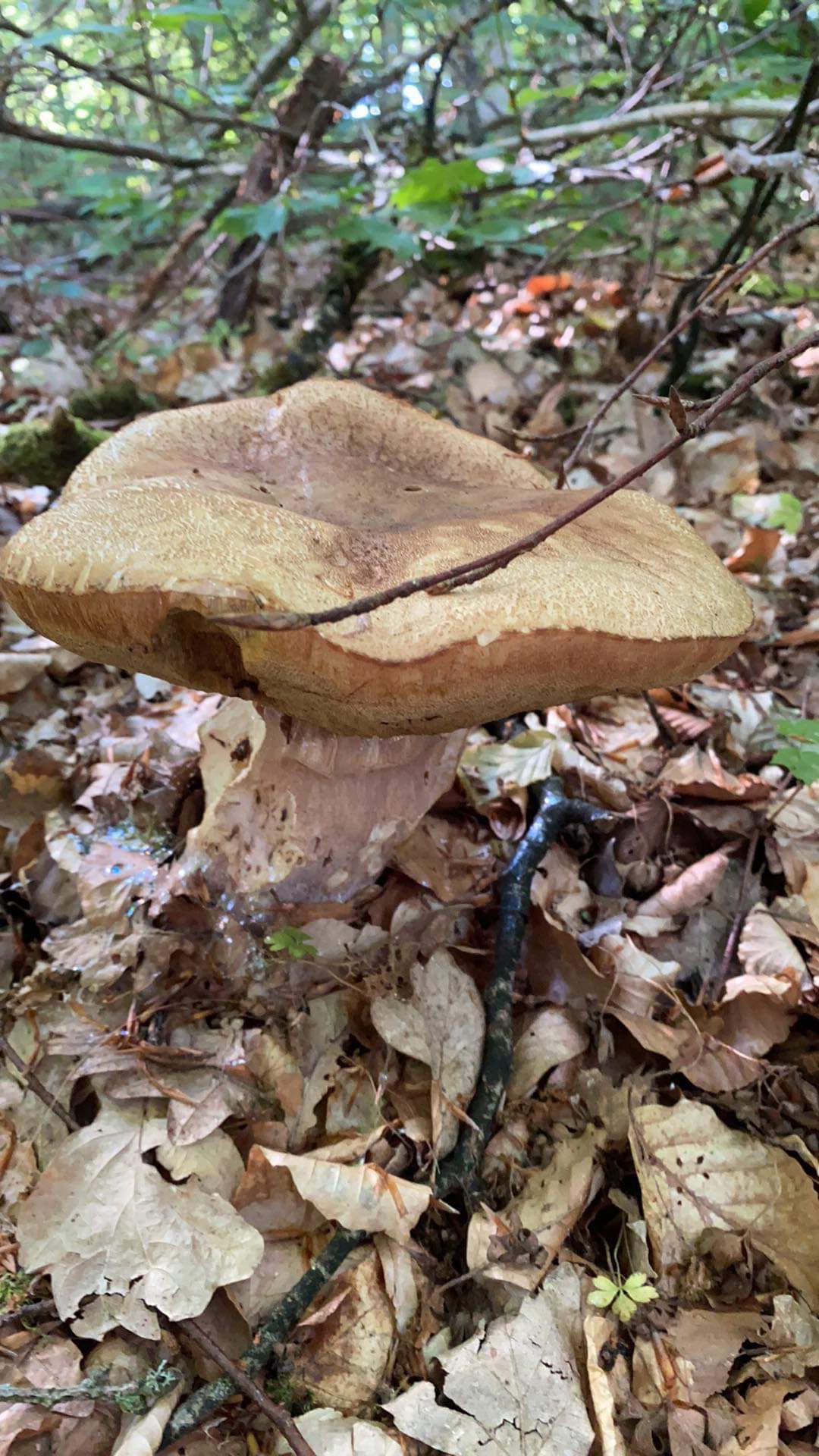 Boletus reticulatus - Finluden stensopp Torsebro Svamp - Soppar