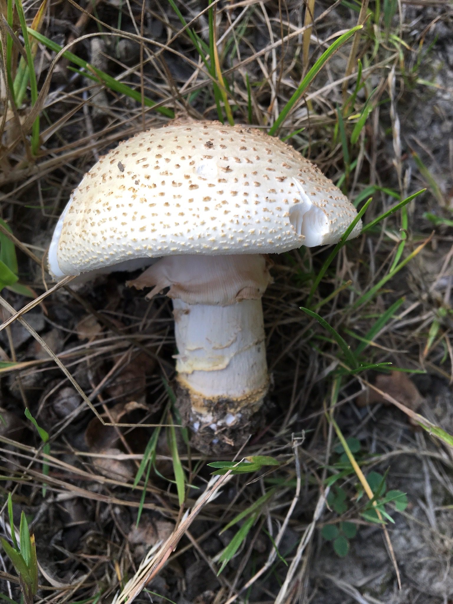 Gulbrämad flugsvamp - Torsebro Svamp - Amanita franchetii - (VU)