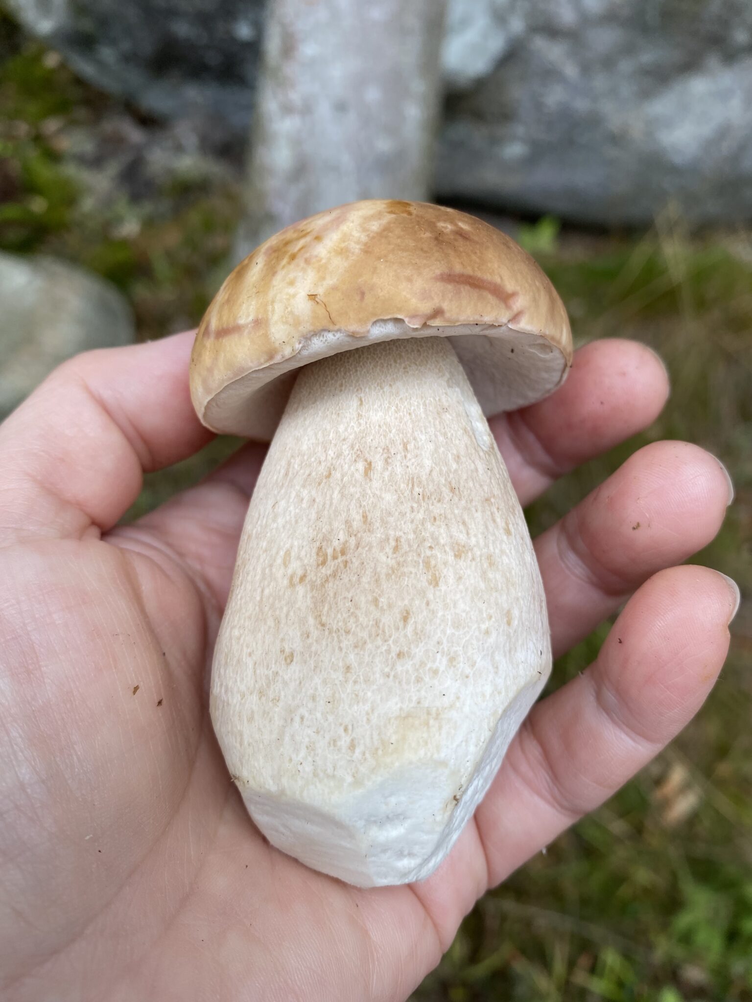 Stensopp - Torsebro Svamp - Karljohan Boletus edulis - Matsvamp