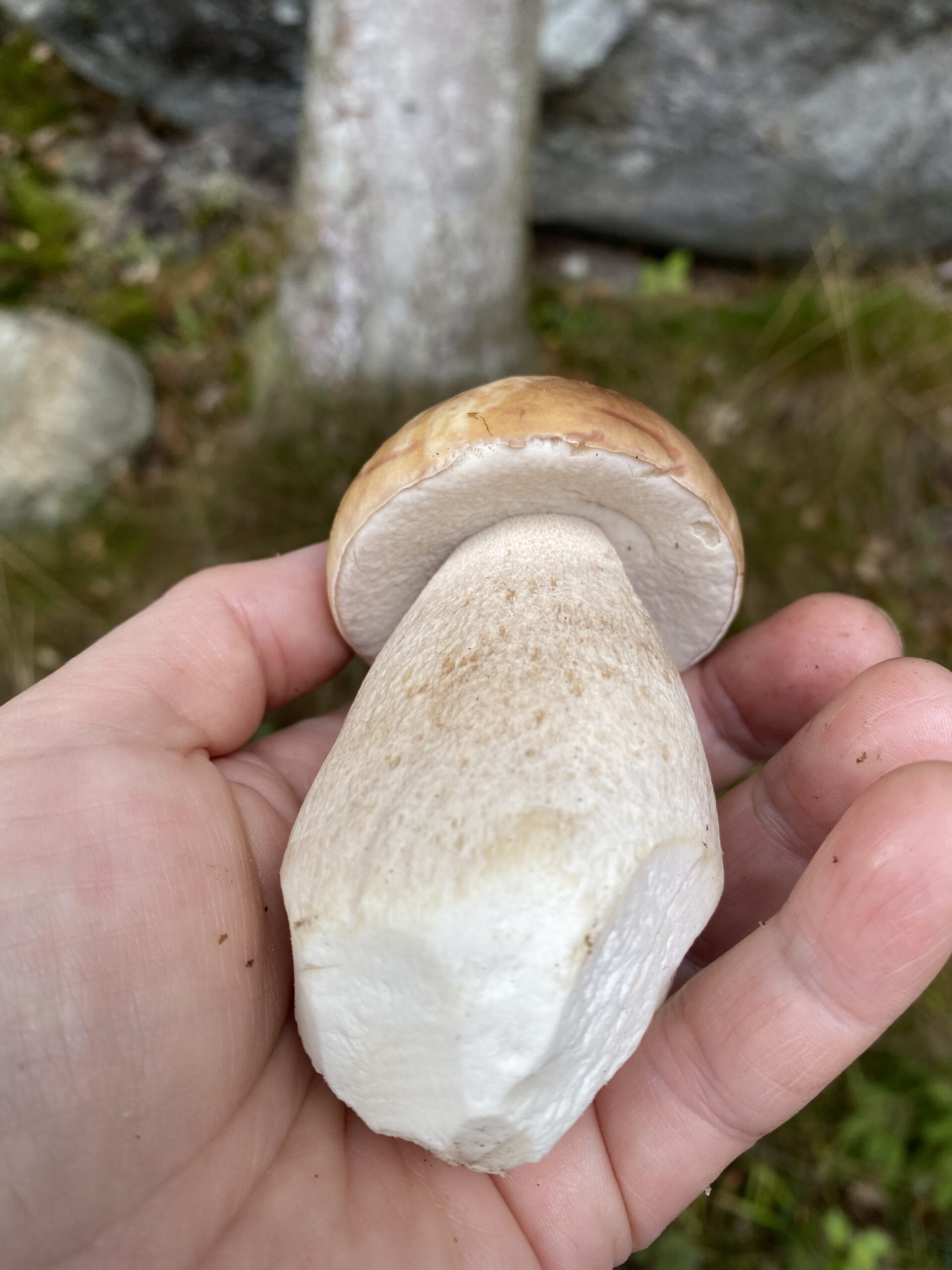 Stensopp - Torsebro Svamp - Karljohan Boletus edulis - Matsvamp