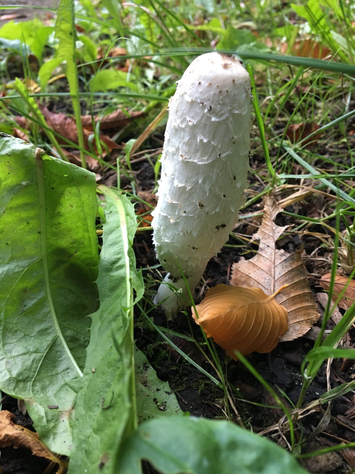 Fjällig bläcksvamp - Torsebro Svamp - Dagens svamp - Matsvamp